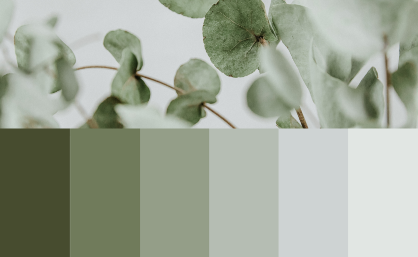 Eucalyptus Color Palette Inspiration - Jessie Monday